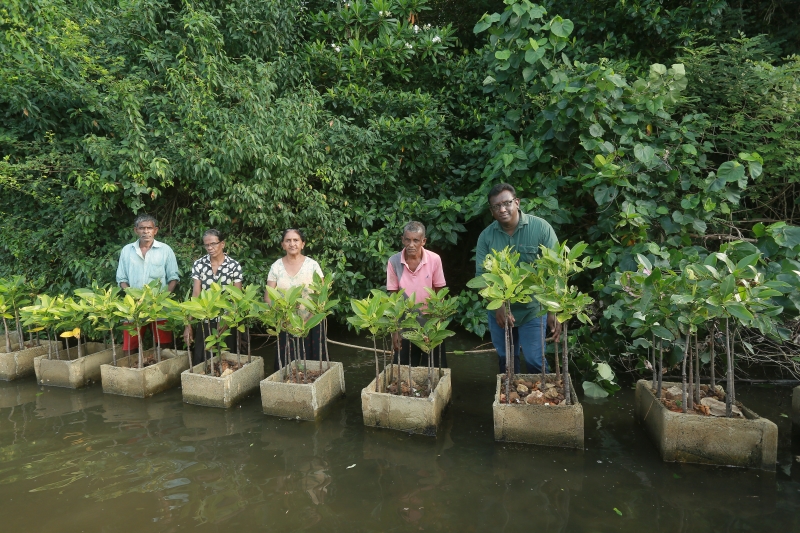 Ensuring Ecosystem Balance: WORC and DERTOUR Foundation’s Mangrove ...